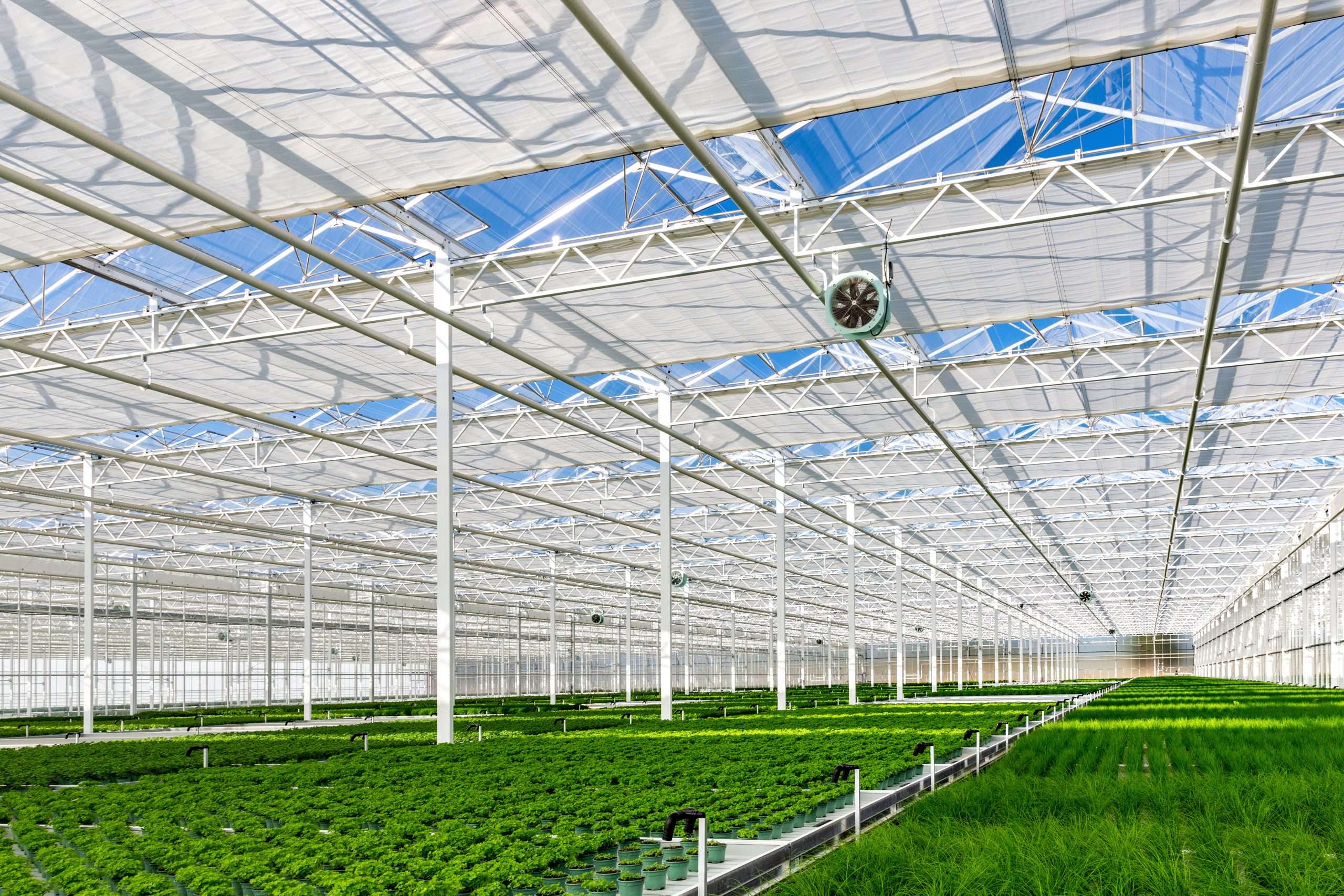 Un sistema de producción complejo de plantas aromáticas en invernadero de vidrio Venlo - Richel ...